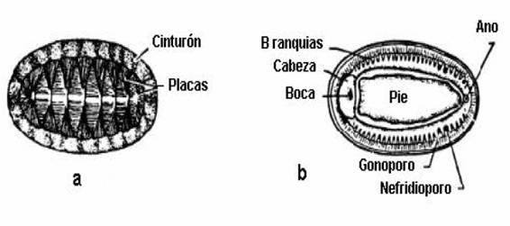 Moluscos>>>Especialidades>>>Conquismania