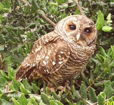 Aves de Chile >>>Conquismania