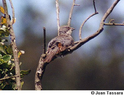 Aves de Chile >>>Conquismania